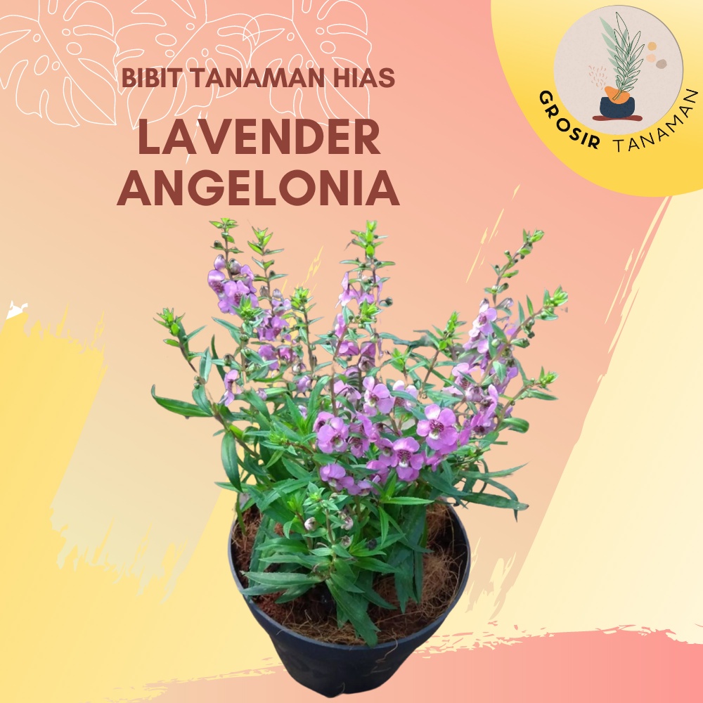 Jual Bibit Tanaman Hias Bunga Angelonia - Tanaman Bunga Lavender Warna ...