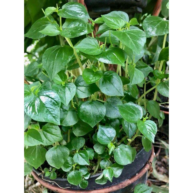 Jual Daun sirih cina /1kg | Shopee Indonesia