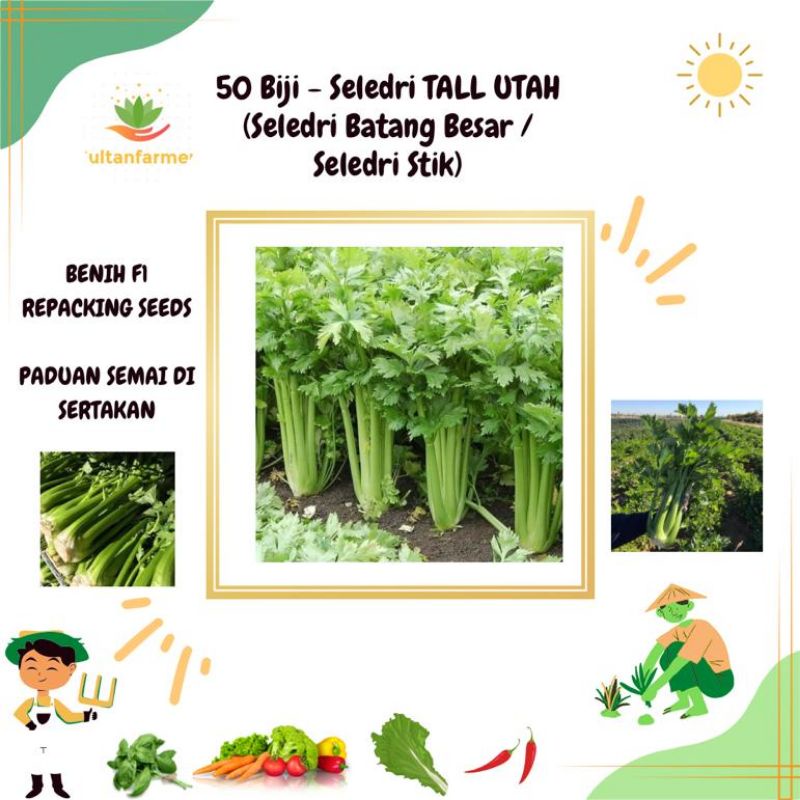 Jual 50 Biji Seledri Tall Utah Seledry Batang Besar | Shopee Indonesia
