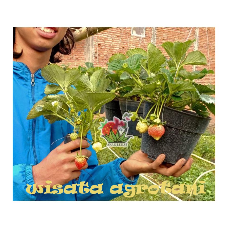 Jual TANAMAN STRAWBERRY JUMBO BIBIT BUAH STRAWBERRY JUMBO WISATA ...