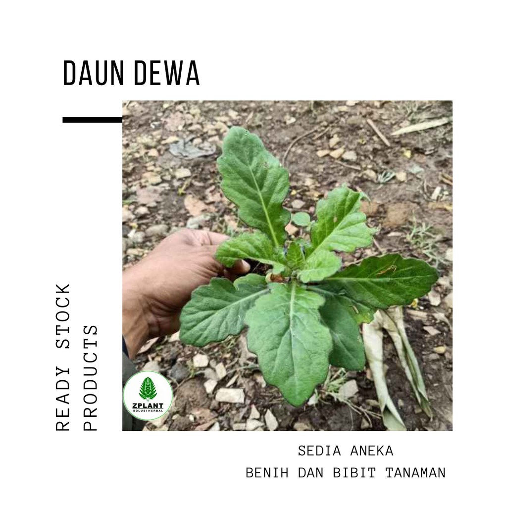 Jual Bibit Tanaman Daun Dewa - Tanaman Dewa Obat - Pohon Herbal ...
