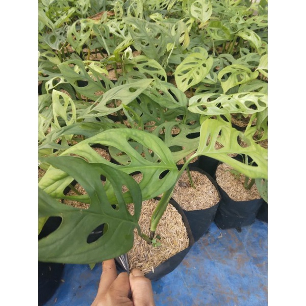 Jual tanaman hias janda bolong monstera adansoni | Shopee Indonesia