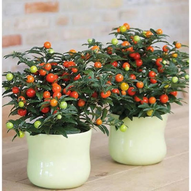 Jual Bibit Tanaman cabe krismil/krismil/lombok udel | Shopee Indonesia