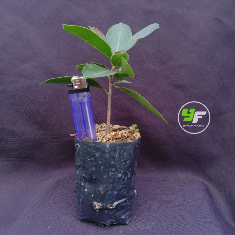 Jual Preh Silver / Ficus / Iprik Silver / Bibit Bonsai | Shopee Indonesia