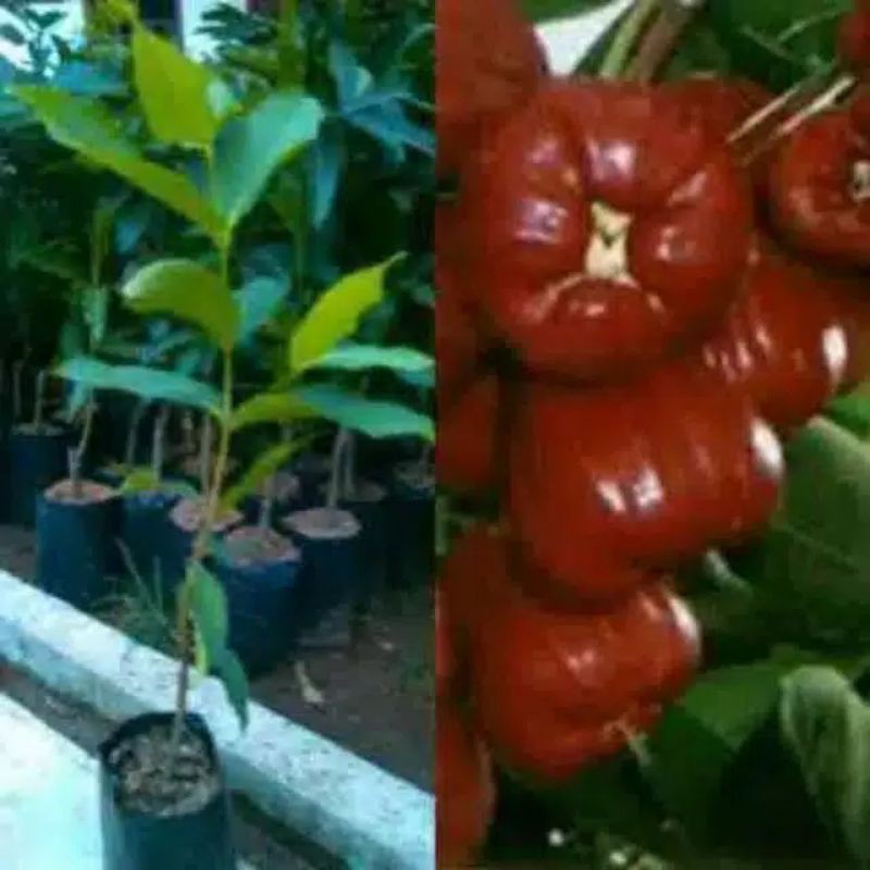Jual tanaman jambu air madu merah | Shopee Indonesia