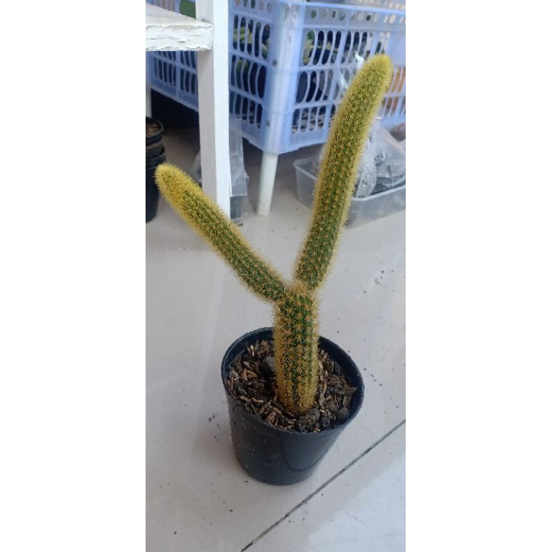 Jual Kaktus Ekor Tupai MURAH | Shopee Indonesia