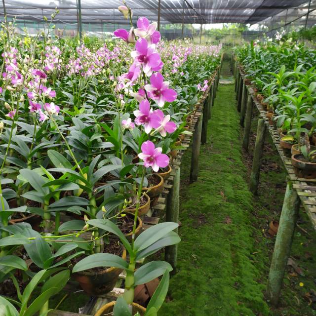 Jual Tanaman Bunga Anggrek - Pohon Anggrek Asli | Shopee Indonesia