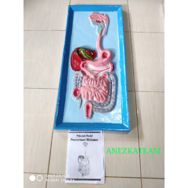 Jual ALAT PERAGA SYSTEM PENCERNAAN MANUSIA/PHANTOM MANIKIN PENCERNAAN ...