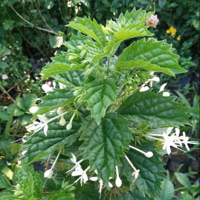 Jual Bibit Bunga Kejibeling Bibit Tanaman Herbal Bunga Kejibeling atau ...