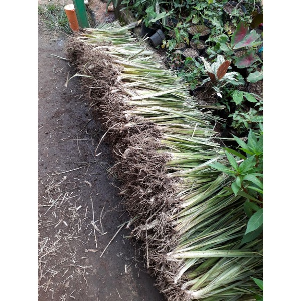 Jual Tanaman rumput petifer penahan erosi | Shopee Indonesia