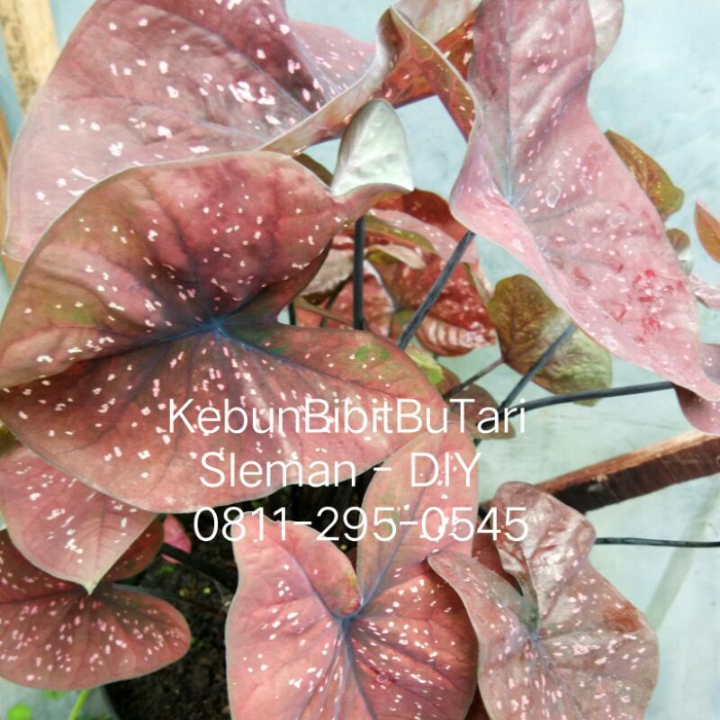 Jual Bibit Caladium Dark Chocolate - Keladi Hias Thailand | Shopee ...