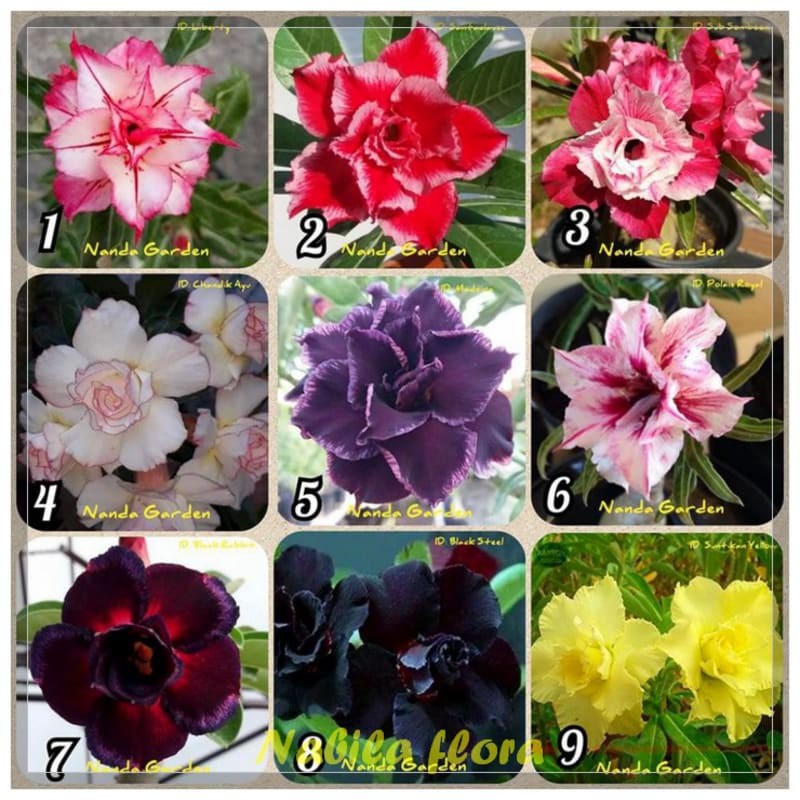 Jual Adenium Kamboja Jepang nomor 1-9 - Tanaman Hidup - bibit Adenium ... Jual Adenium Kamboja Jepang nomor 1-9 - Tanaman Hidup - bibit Adenium ...