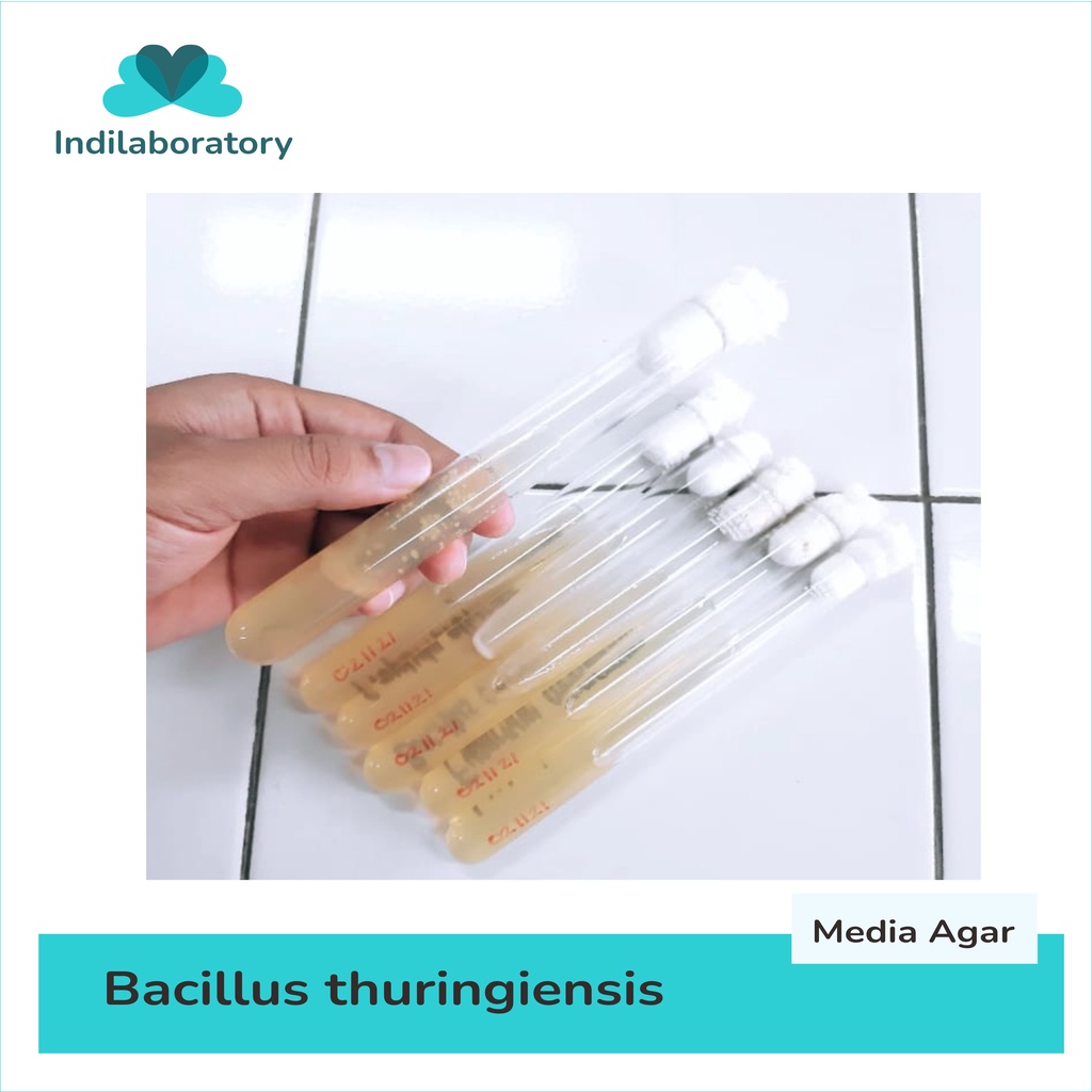 Jual Kultur isolat Bacillus thuringiensis ATCC | Shopee Indonesia