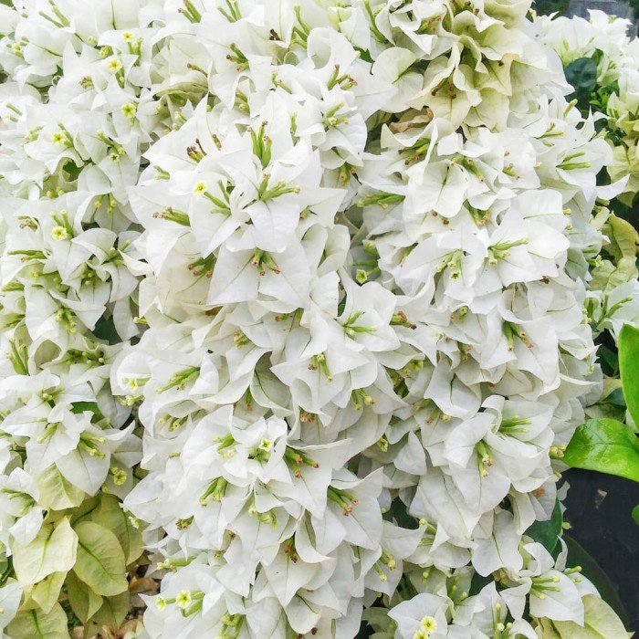 Jual Tanaman hias Bunga Bougenville Bunga Kertas - Bugenfil Bunga Putih ...