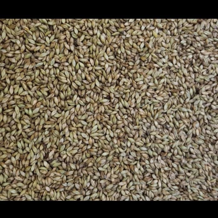 Jual Benih Rumput Brachiaria humidicola - decumbens - hybrid ...