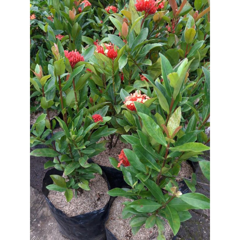 Jual tanaman out door Soka Siantan bunga merah | Shopee Indonesia