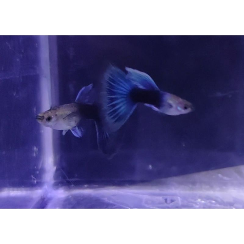 Jual IKAN HIAS GUPPY HB BLUE DELTA SEPASANG INDUKAN | Shopee Indonesia