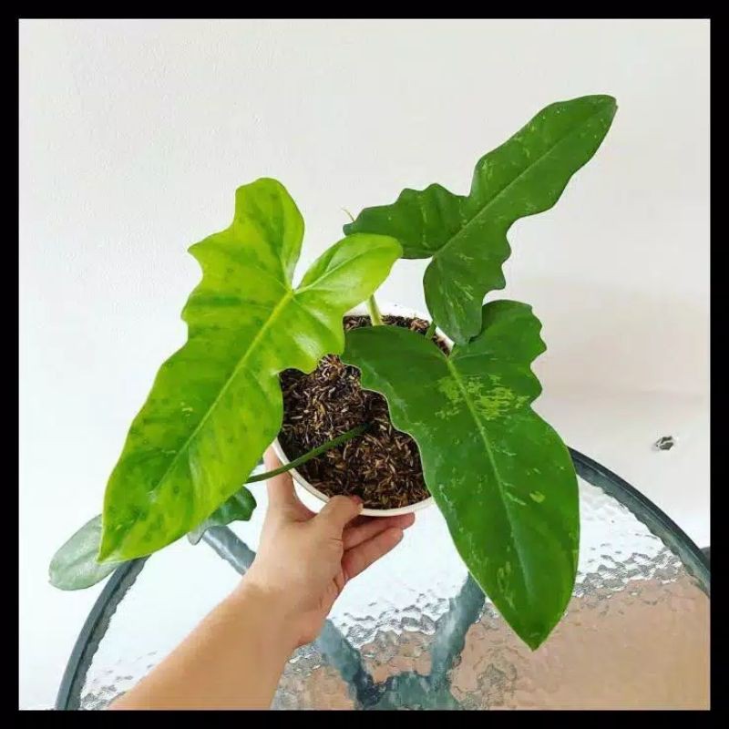 Jual POHON PHILO DRAGON VARIGATA ( TANAMAN HIAS ) | Shopee Indonesia