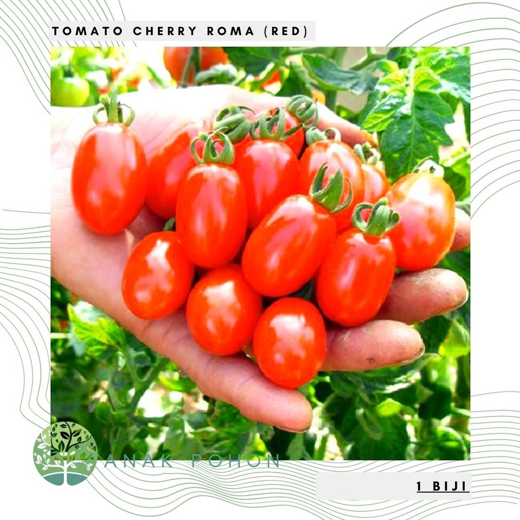 Jual Benih Bibit Biji - Tomato (Cherry) Roma Plum Red Seeds - Tipe ...