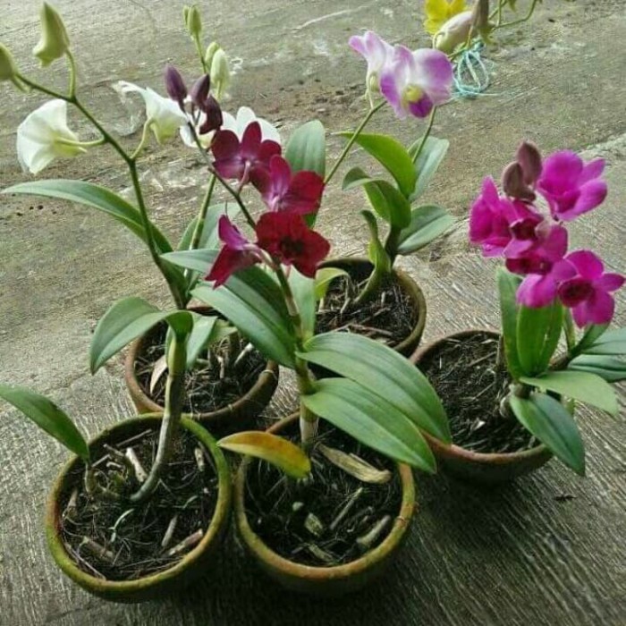 Jual seedling anggrek dendronium bunga pohon anggrek | Shopee Indonesia