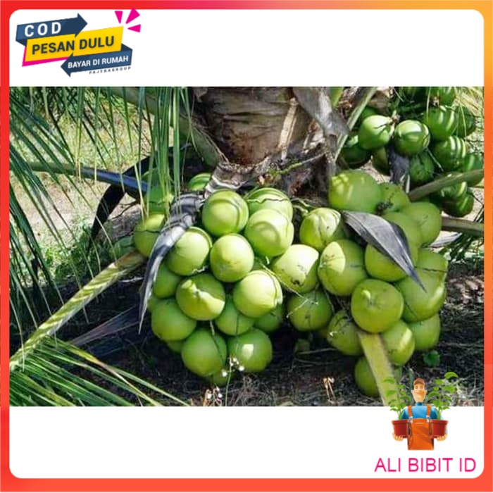 Jual Bibit Tanaman Kelapa Genjah Entok | Shopee Indonesia