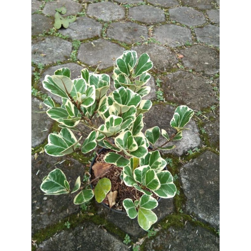 Jual Ficus Triangularis Variegata | Shopee Indonesia