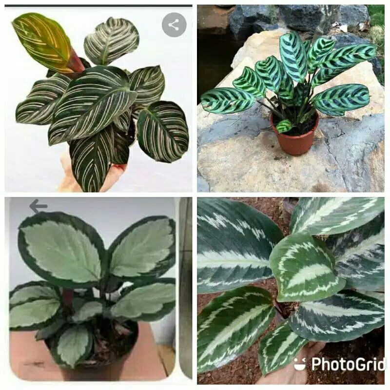 Jual paket hemat 4 jenis calathea (ornata-sepat-darkstar-black sirver ...
