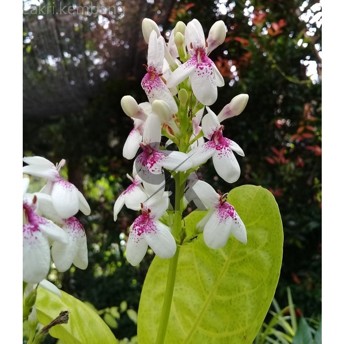 Jual Melati jepang (Pseuderanthemum Reticulatum.)bukan varigata - Bibit ...