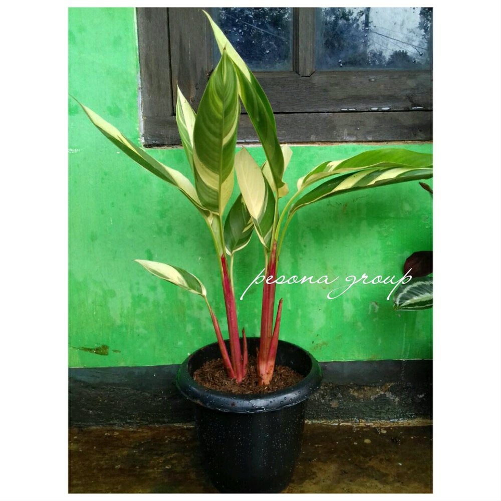 Jual tanaman pisang pisangan variegata heliconia varigata pisang ...