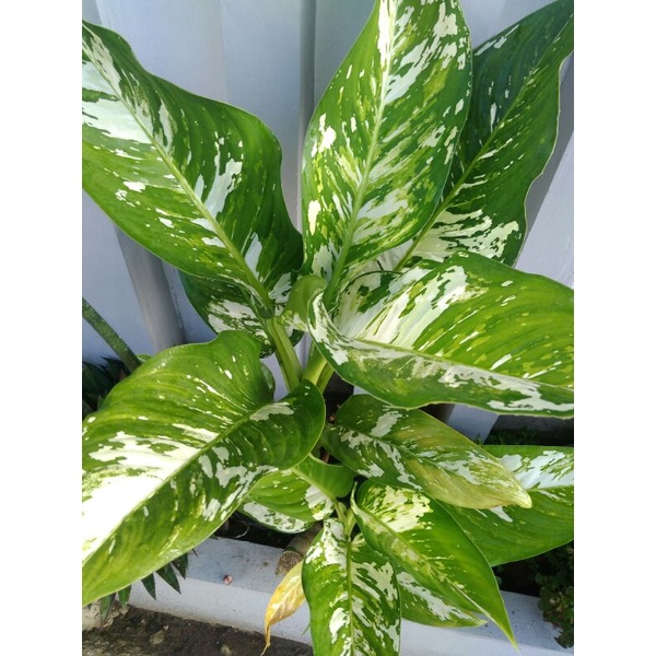 Jual Tanaman hias sri rezeki variegata daun rimbun | Shopee Indonesia
