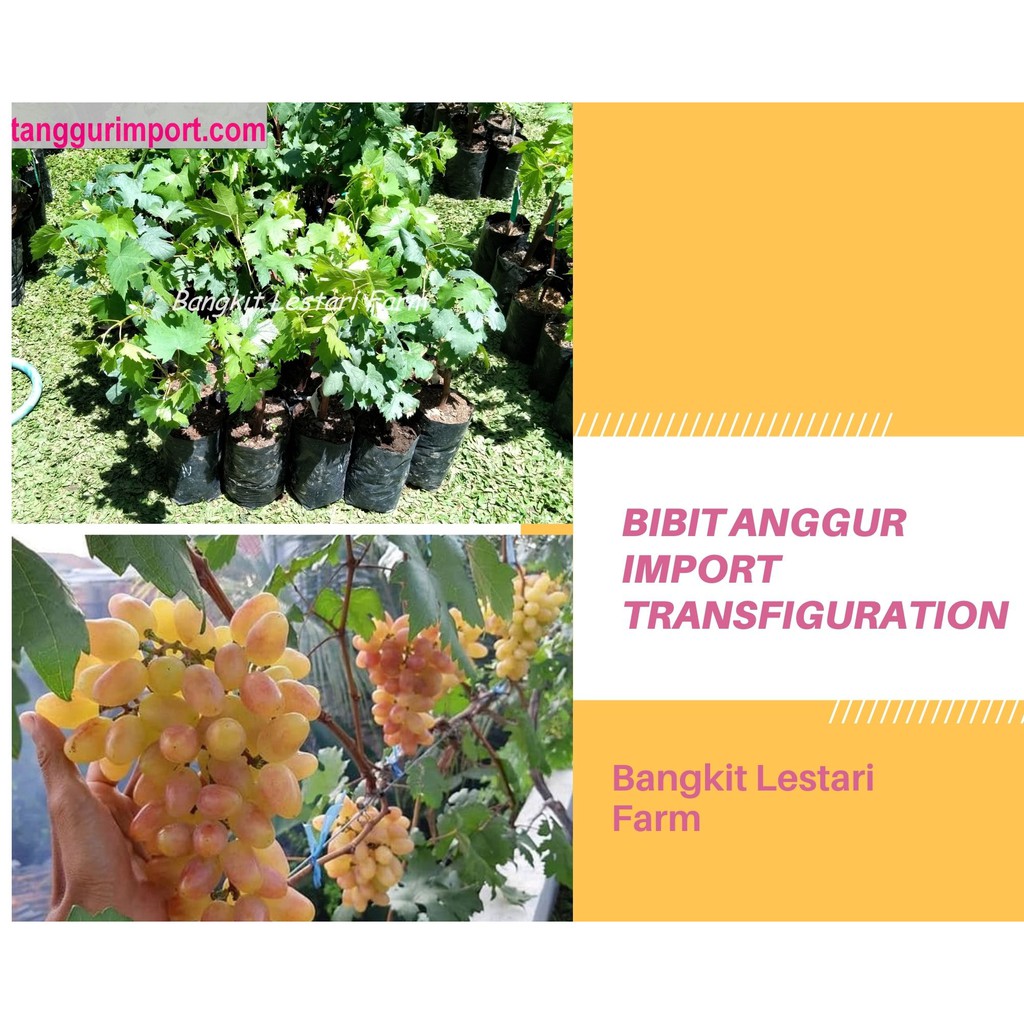 Jual ASLI! Bibit anggur import Transfiguration, tanaman anggur ... Jual ASLI! Bibit anggur import Transfiguration, tanaman anggur ...