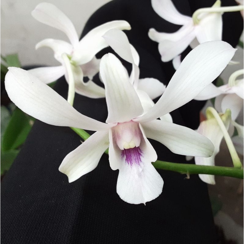 Jual Anggrek Dendrobium Chanel Putih Akar Jalan Plant Rimbun Plant ...