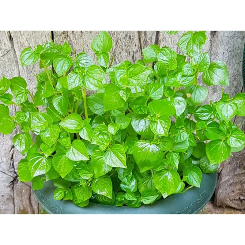 Jual DAUN SURUHAN SEGAR DAN PRES(1KG) | Shopee Indonesia