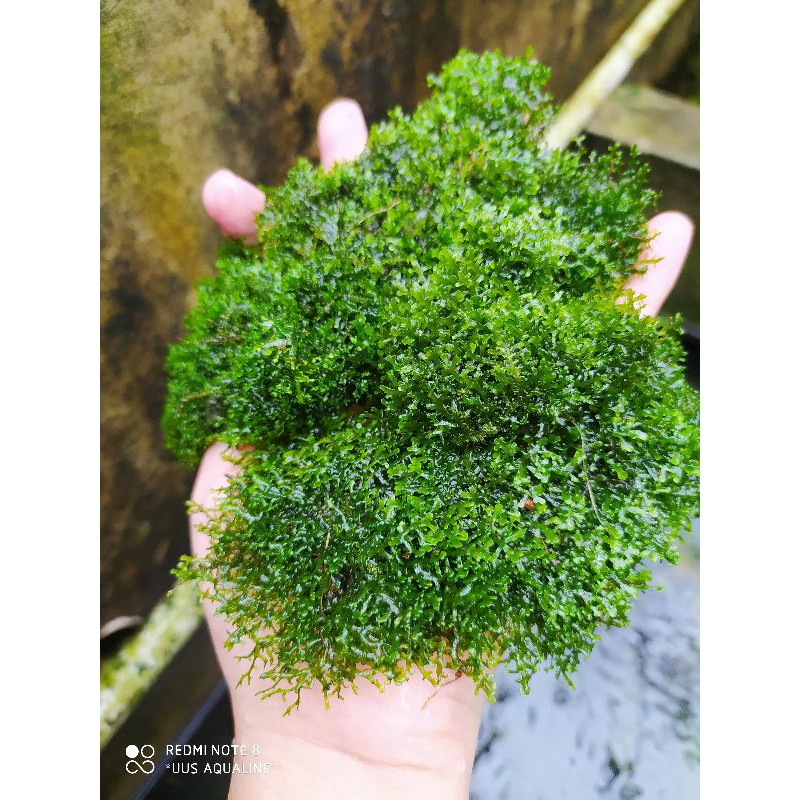 Jual tanaman aquascape moss ricardia | Shopee Indonesia