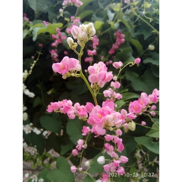 Jual Bunga Air Mata Pengantin (AMP) | Shopee Indonesia