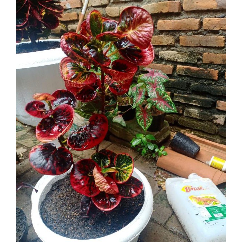 Jual apel SRG ( super red giant) | Shopee Indonesia