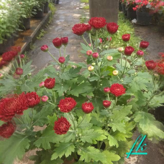 Jual tanaman hias bunga Krisan merah jumbo rimbun | Shopee Indonesia
