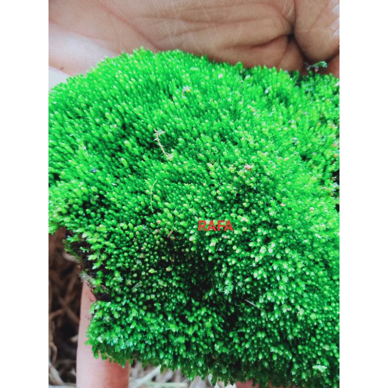 Jual lukut mosspores Moss atau juga lumut genteng buat hiasan 250 gram ...