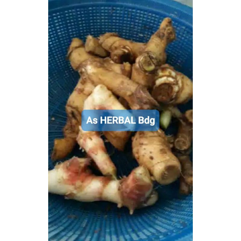 Jual Rimpang Pacing Segar 1 Kg / umbi pacing segar | Shopee Indonesia