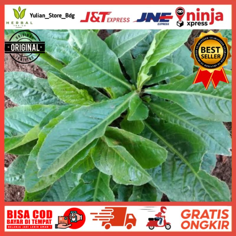 Jual Daun Tapak Liman Segar Siap Petik/250Grm | Shopee Indonesia