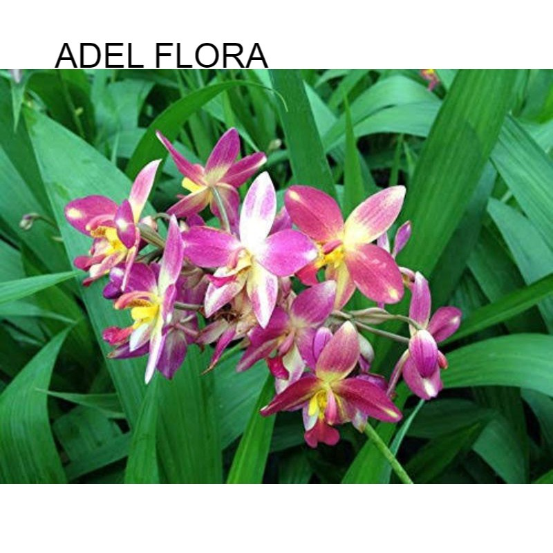 Jual PROMO!!! Tanaman Hias Anggrek Tanah Bunga Merah Marun#Phaius ...