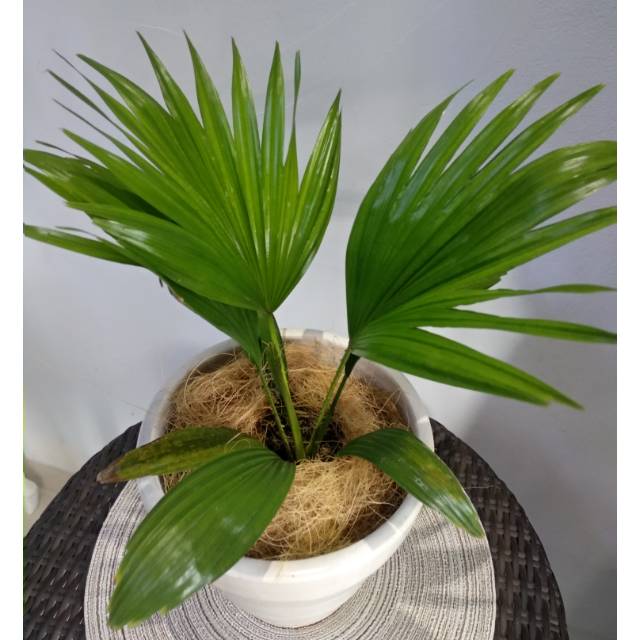 Jual Fountain Palm / Palem Fountain / Palem Kipas Mini | Shopee Indonesia