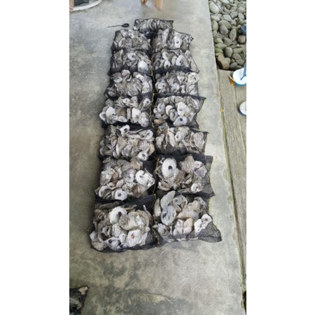 Jual paket media buat isi bak filter | Shopee Indonesia