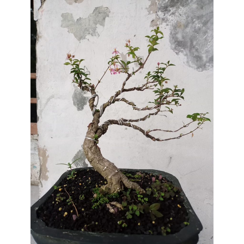 Jual Tanaman Pohon Bonsai Sakura Micro Prospek Bagus Murah | Shopee ...