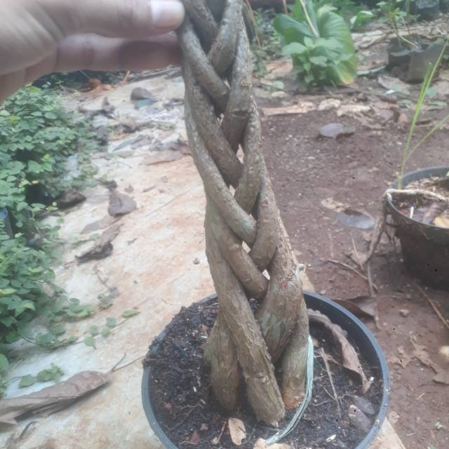 Jual Tanaman pacira bonsai - pachira - tanaman uang | Shopee Indonesia