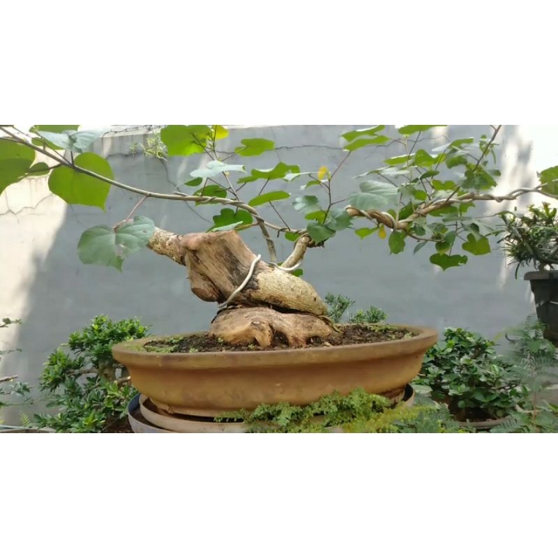 Jual Bonsai Pohon Waru | Shopee Indonesia