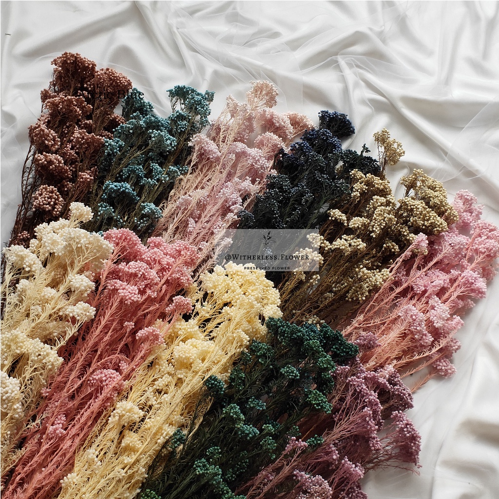 Jual 50 gr Preserved Rice Flower / Dried Flower Awetan / Bunga Kering ...