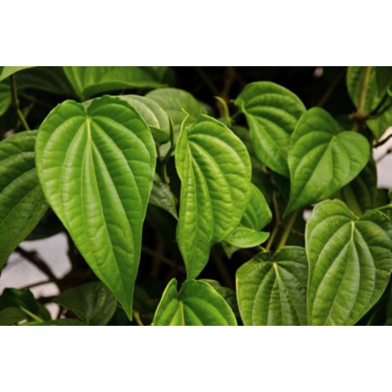 Jual OBAT HERBAL:Daun Sirih Hijau Segar Alami 10 Lembar Kualitas ...