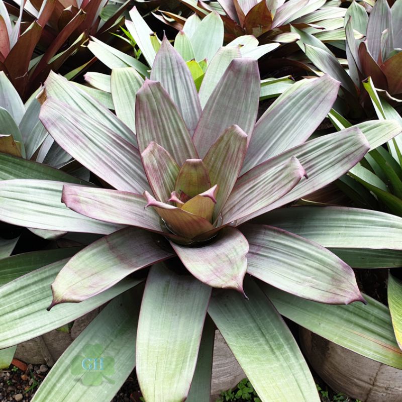 Jual Tanaman Hias Bromelia Bromeliad Imperialis Giant Imperial ...