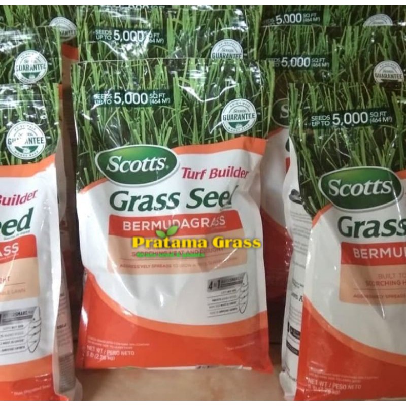Jual Benih Rumput Bermuda Grass - Rumput Lapangan sepakbola | Shopee ...